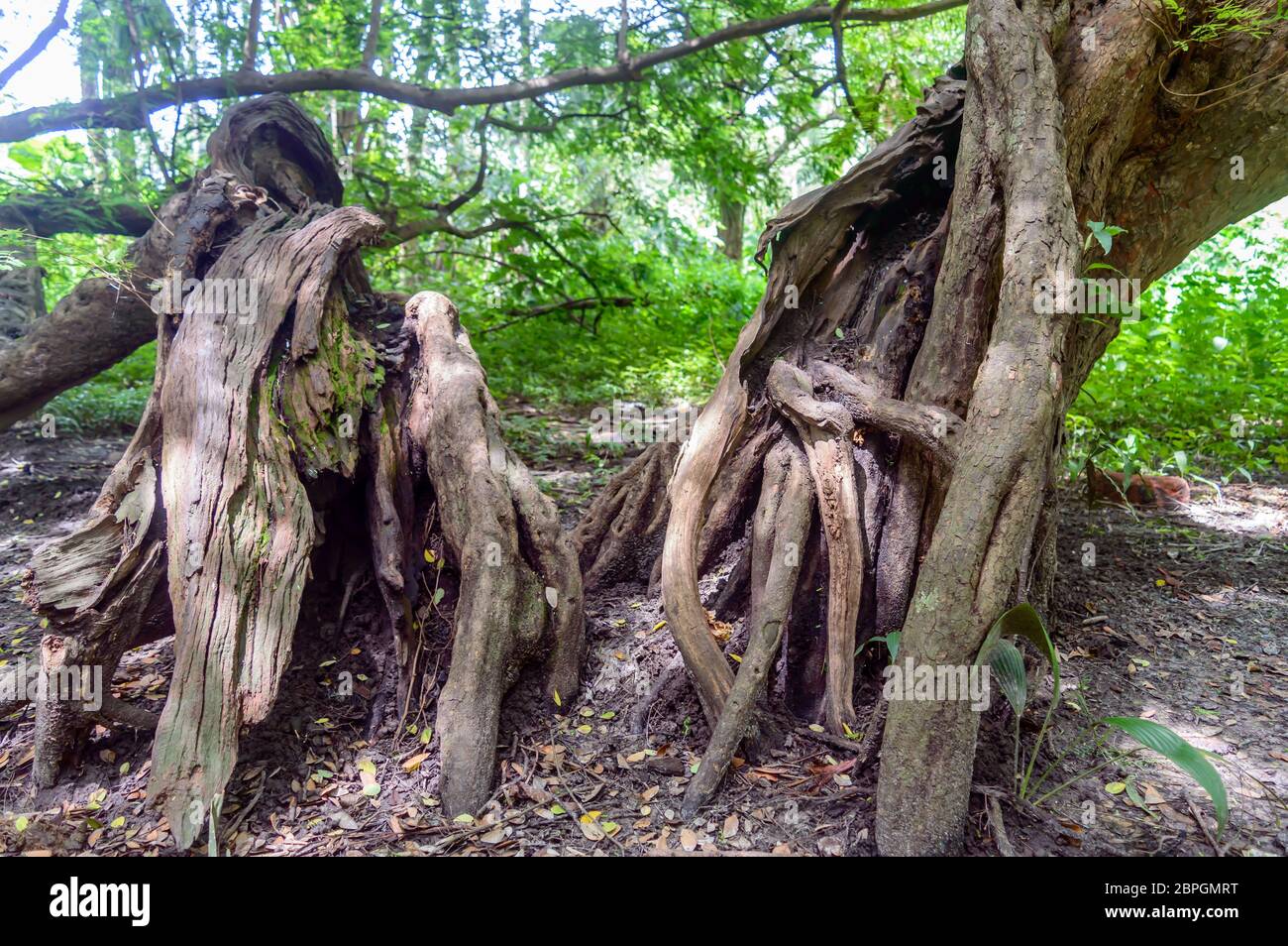 The root of the tree in the forest. Big old tree trunk Stock Photo - Alamy