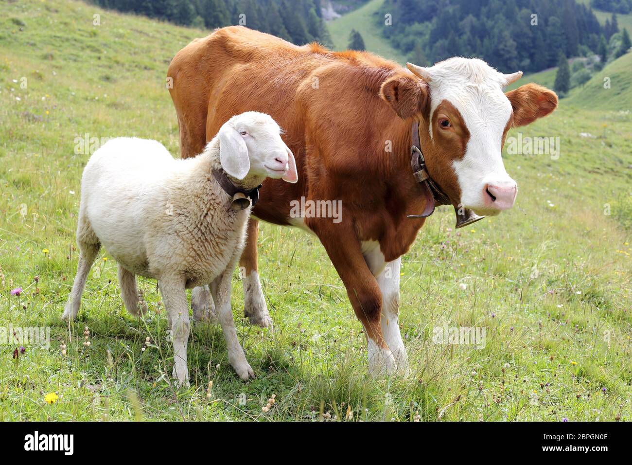 friendship with white sheep and little cow on a field Stock Photo - Alamy