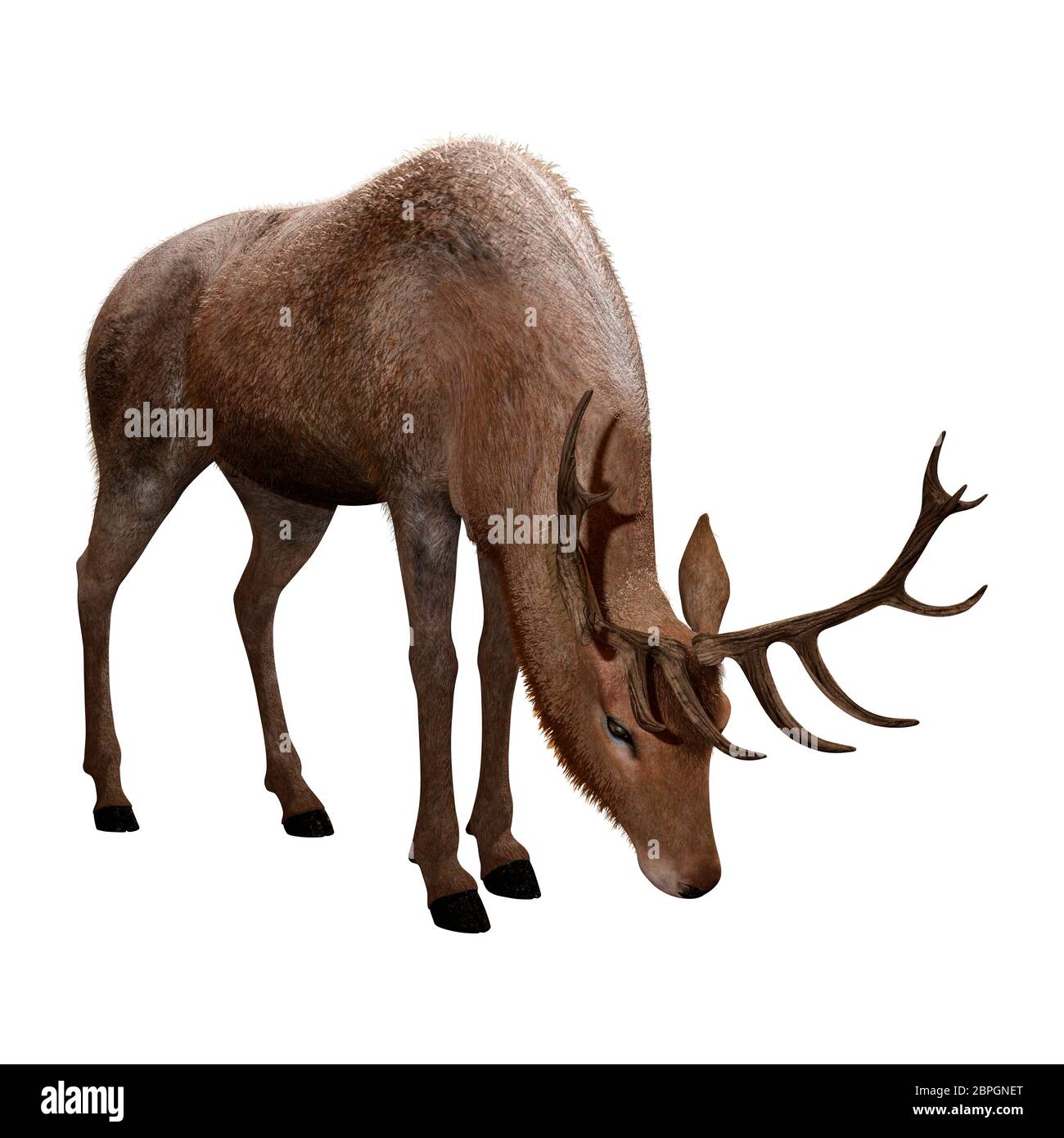 3D rendering of a male deer isolated on white background Stock Photo ...