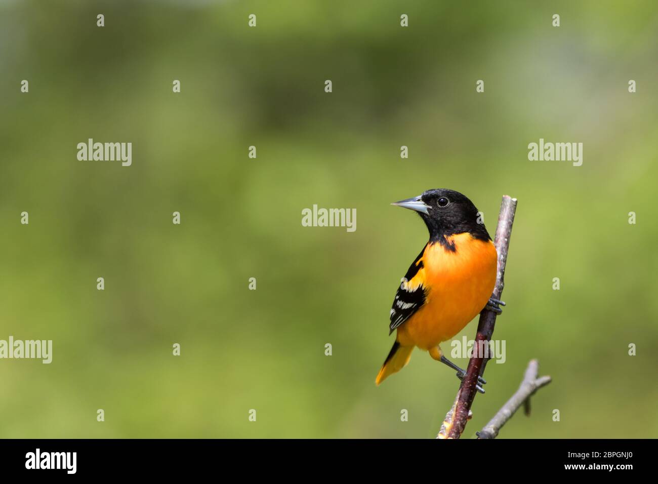 Northern oriole icterus galbula hi-res stock photography and images - Alamy