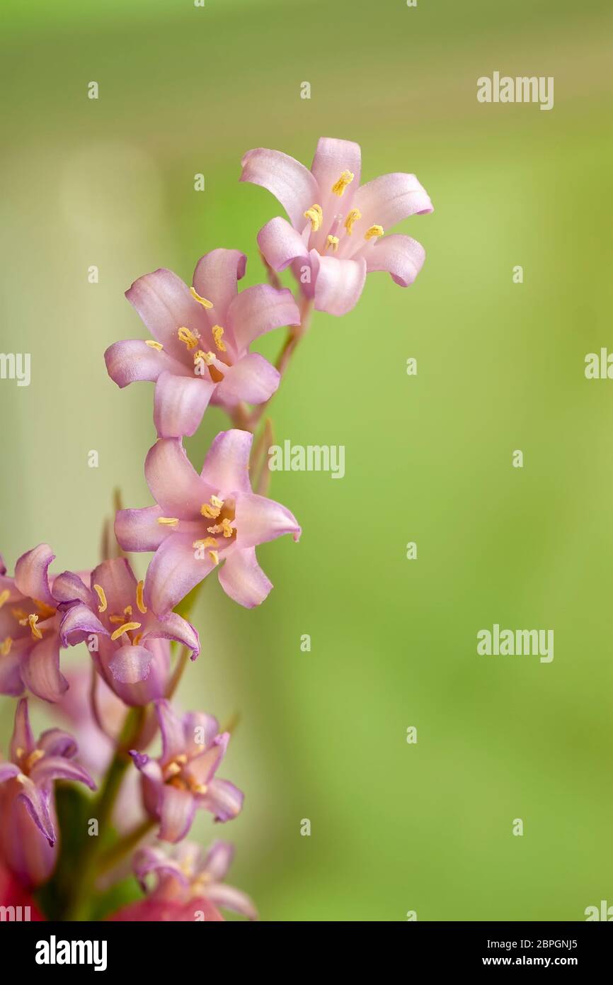 Atural Light High Resolution Stock Photography and Images - Alamy