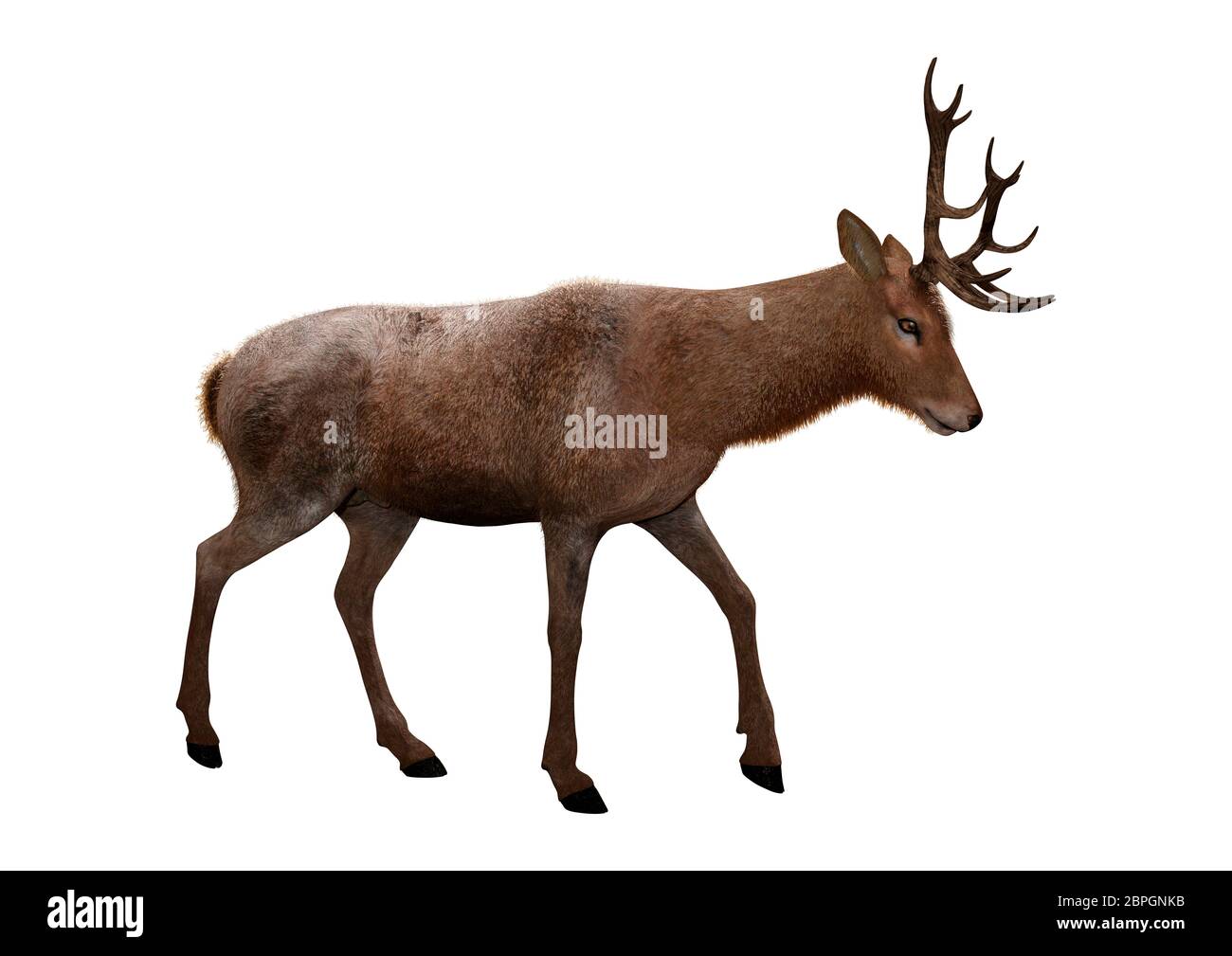 3D rendering of a male deer isolated on white background Stock Photo ...