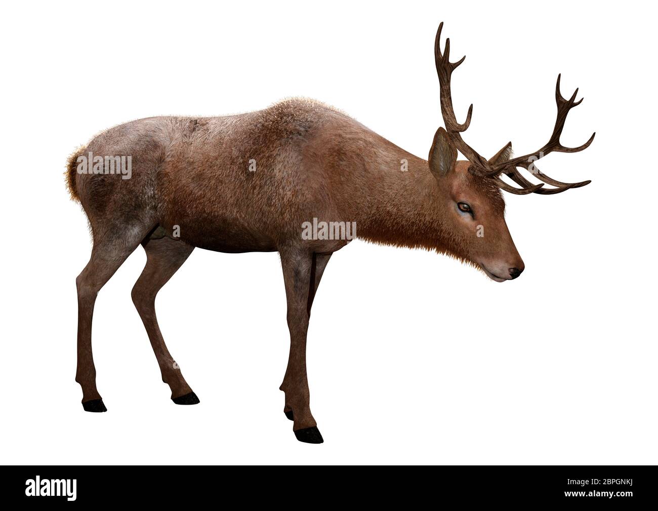 3D rendering of a male deer isolated on white background Stock Photo ...