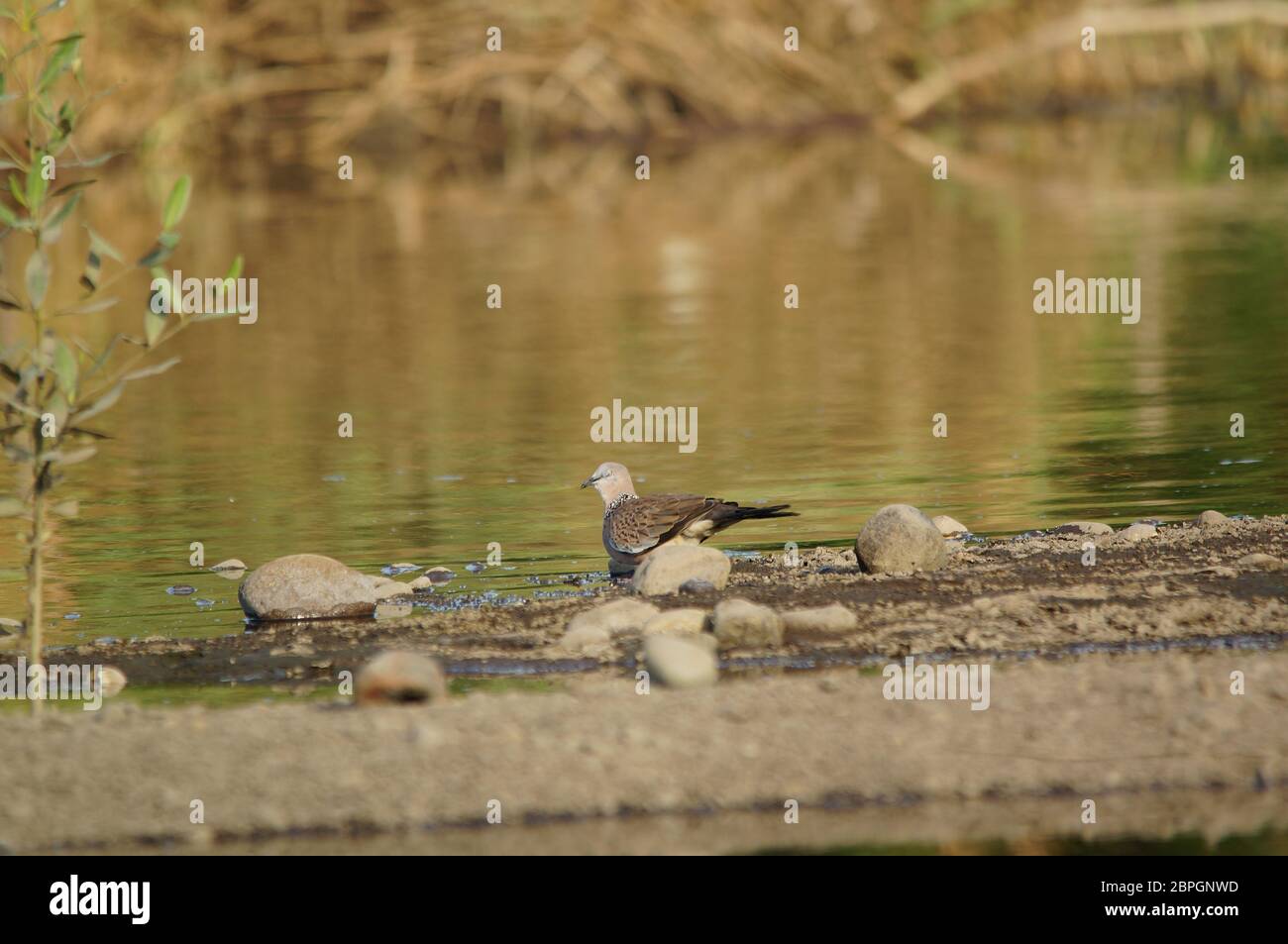 The spotted dove (Spilopelia chinensis) is a small and somewhat long ...