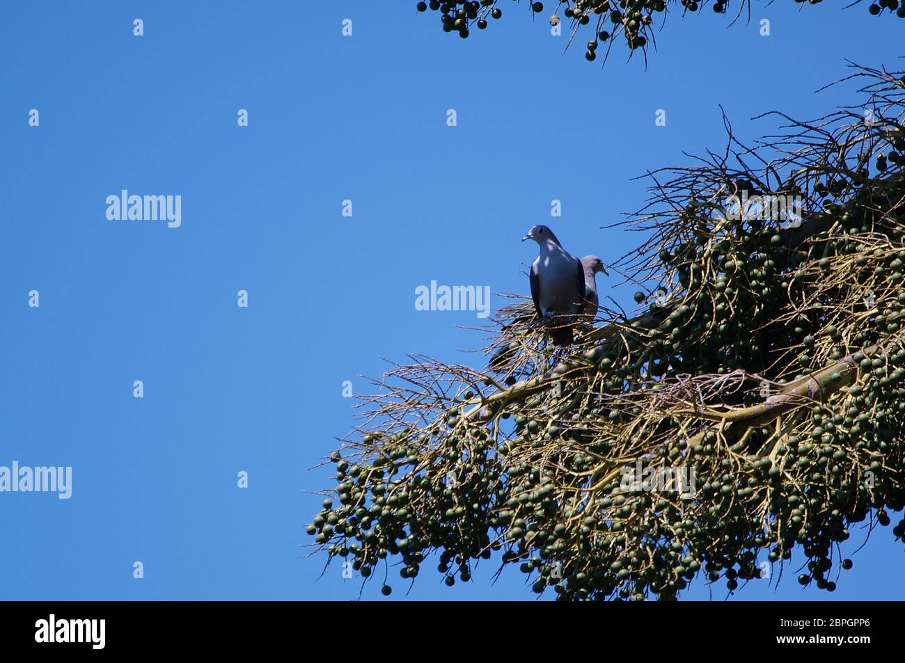 The green imperial dove (Ducula aenea) is a large forest pigeon ...