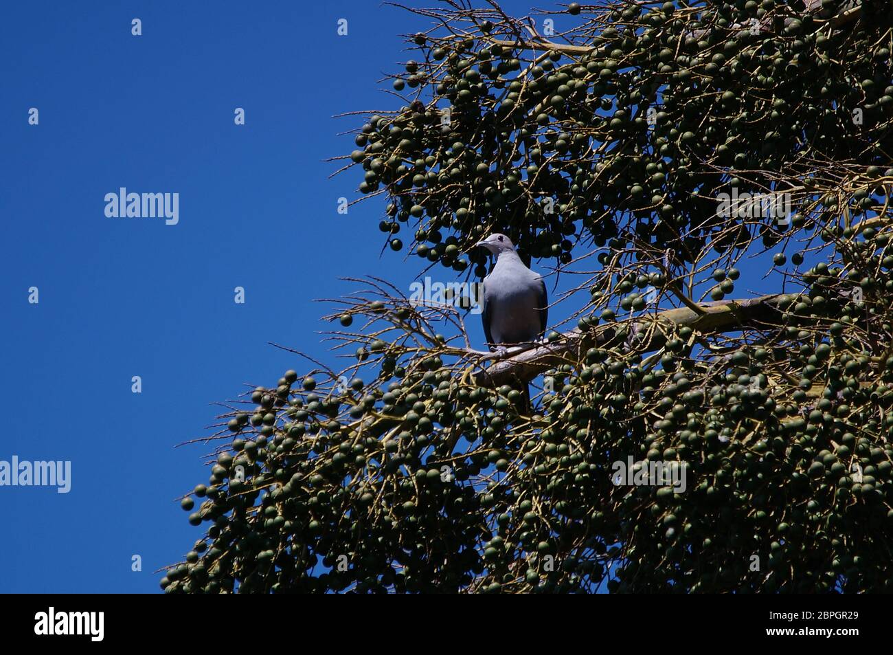 The green imperial dove (Ducula aenea) is a large forest pigeon ...