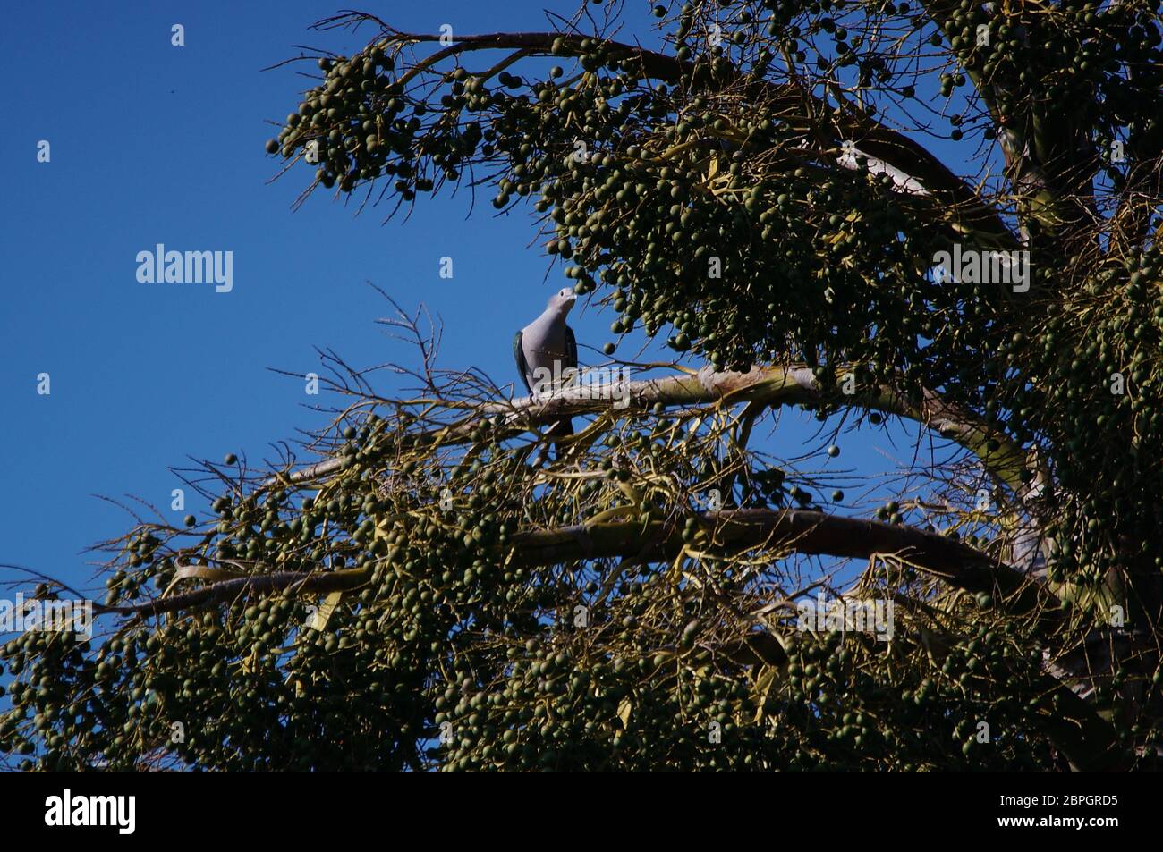 The green imperial dove (Ducula aenea) is a large forest pigeon ...
