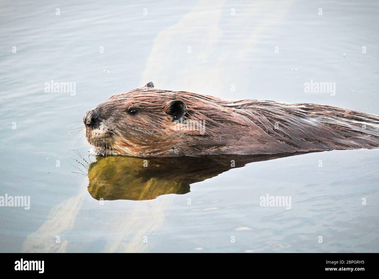 Closeup of a beaver head and reflection in water Stock Photo - Alamy