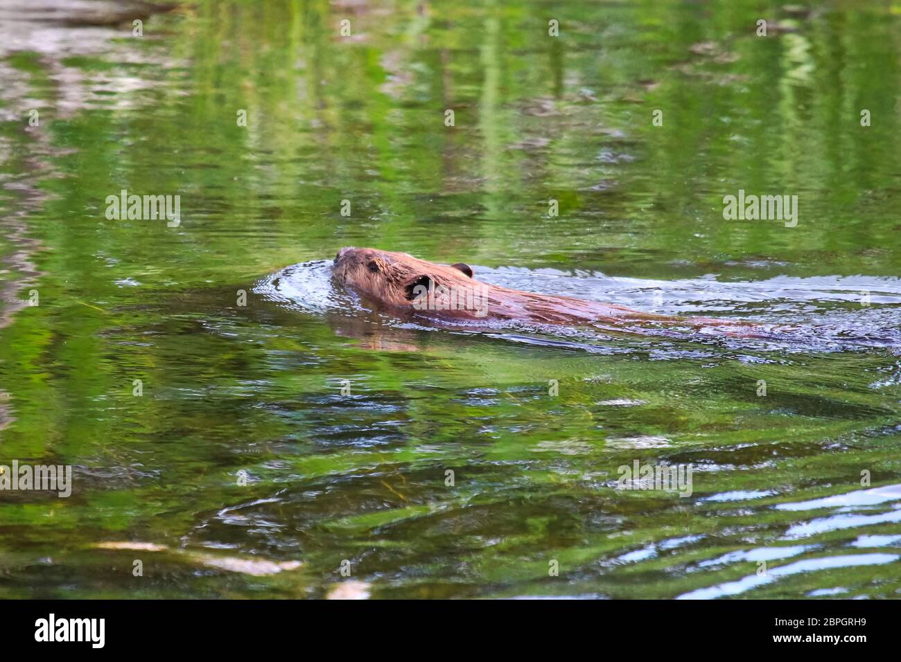 A beaver swimming in water reflecting green trees Stock Photo - Alamy