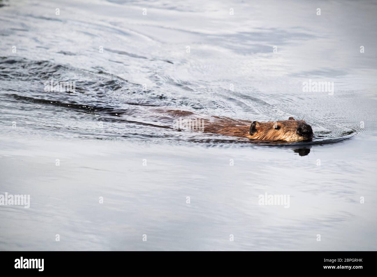 Fat Beaver High Resolution Stock Photography and Images - Alamy