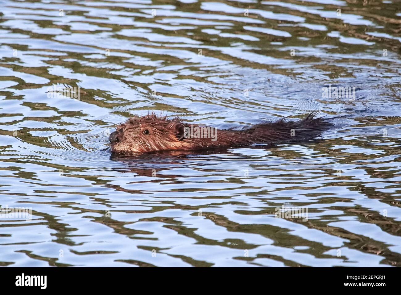 Trapper and his beaver hi-res stock photography and images - Alamy