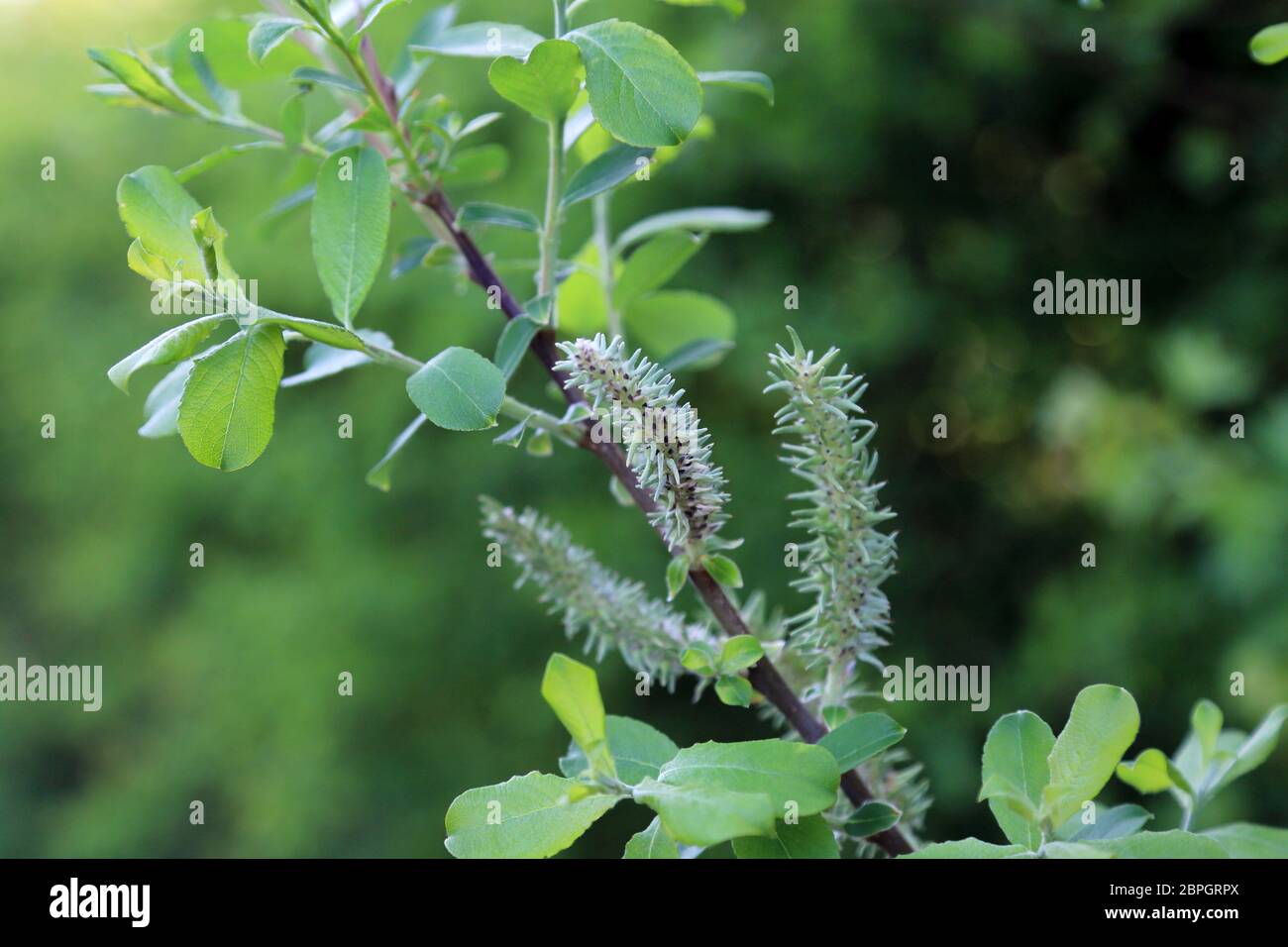 Catkins growing on tree hi-res stock photography and images - Alamy