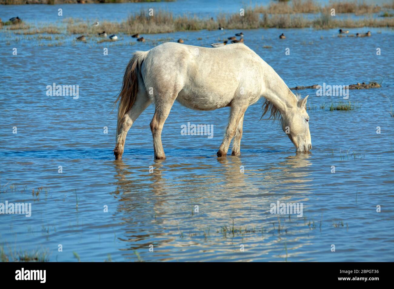 Horse standing in swamp hi-res stock photography and images - Alamy