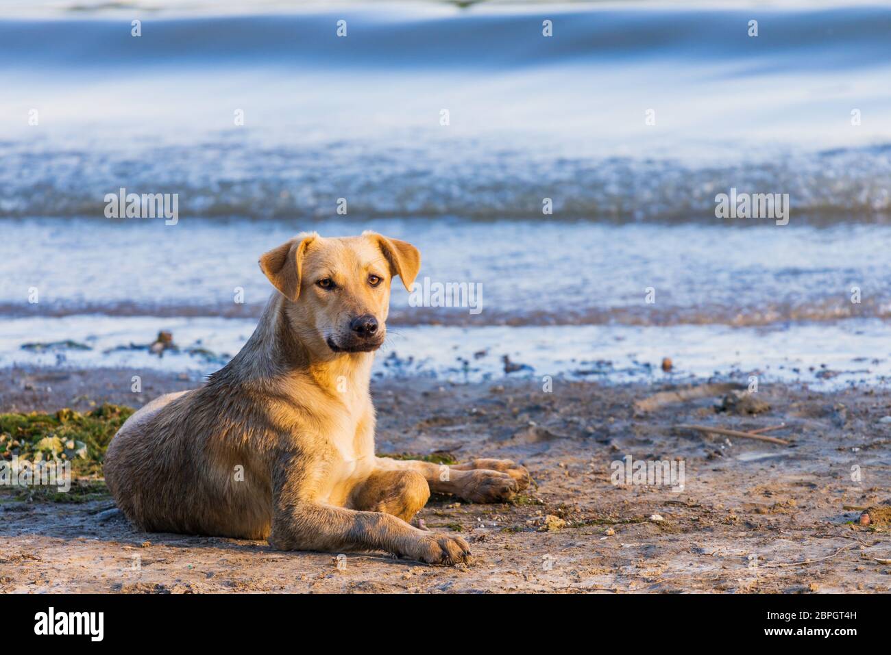 dog thinking and watching about the future Stock Photo - Alamy