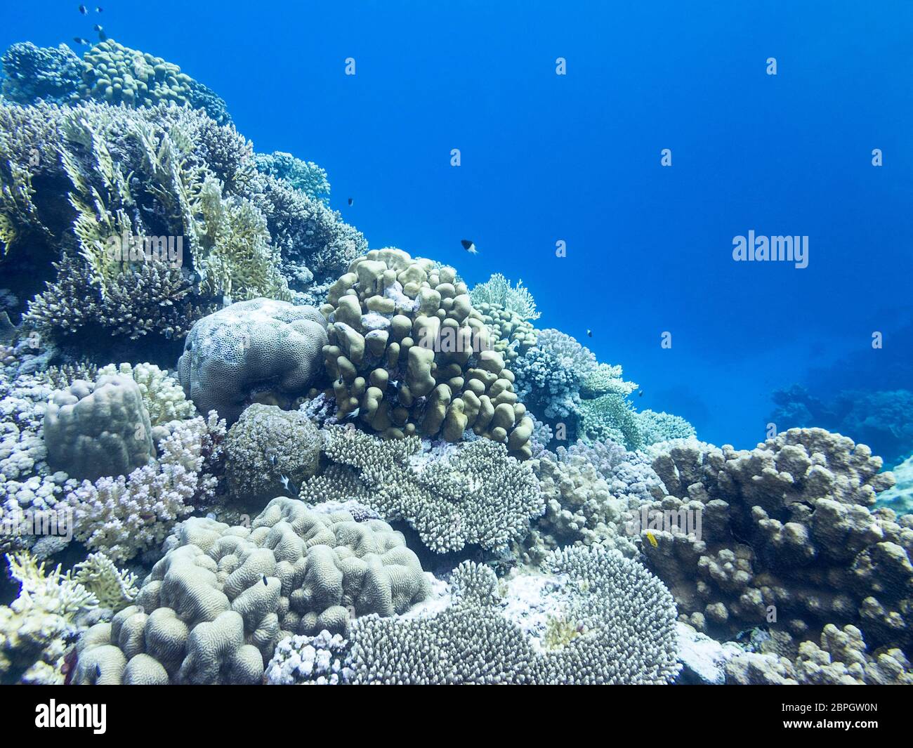 Colorful coral reef at the bottom of tropical sea, hard corals ...