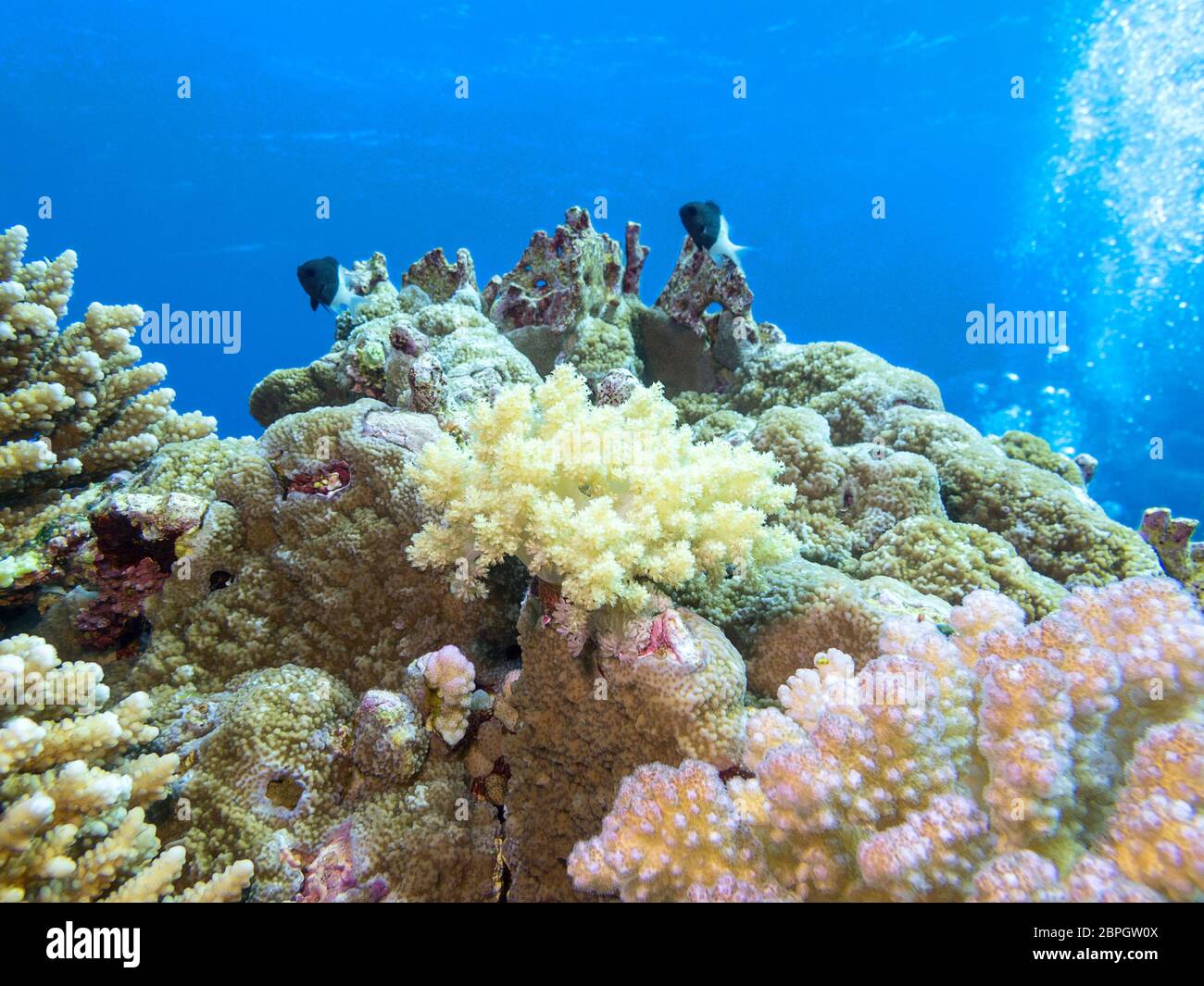 Colorful coral reef on the bottom of tropical sea, background of blue ...