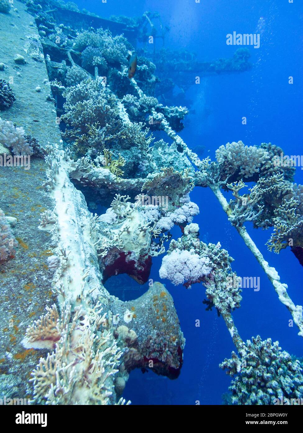 Wreck of passenger ship Salem Express covered with coral reef at the ...