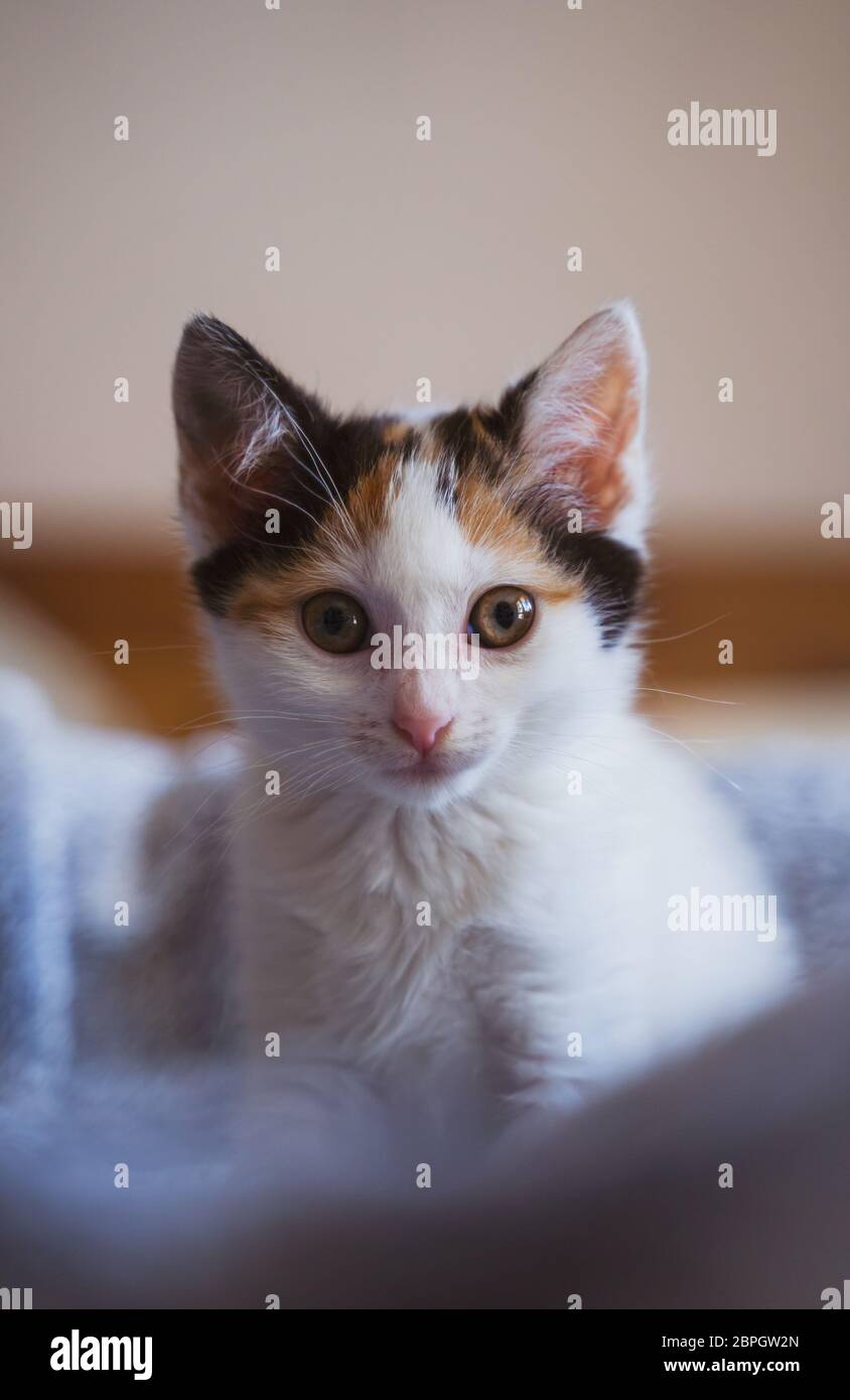 Brown And White She Cat