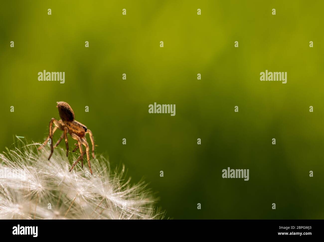 transparent brown spider on white dandelion Stock Photo - Alamy