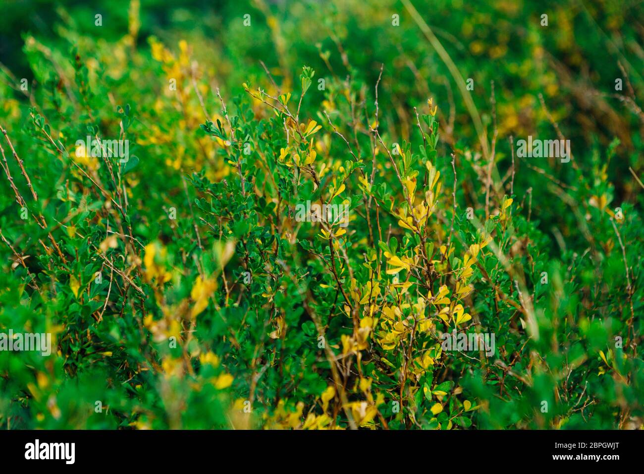 landscape bushes of grass against the sky Stock Photo - Alamy