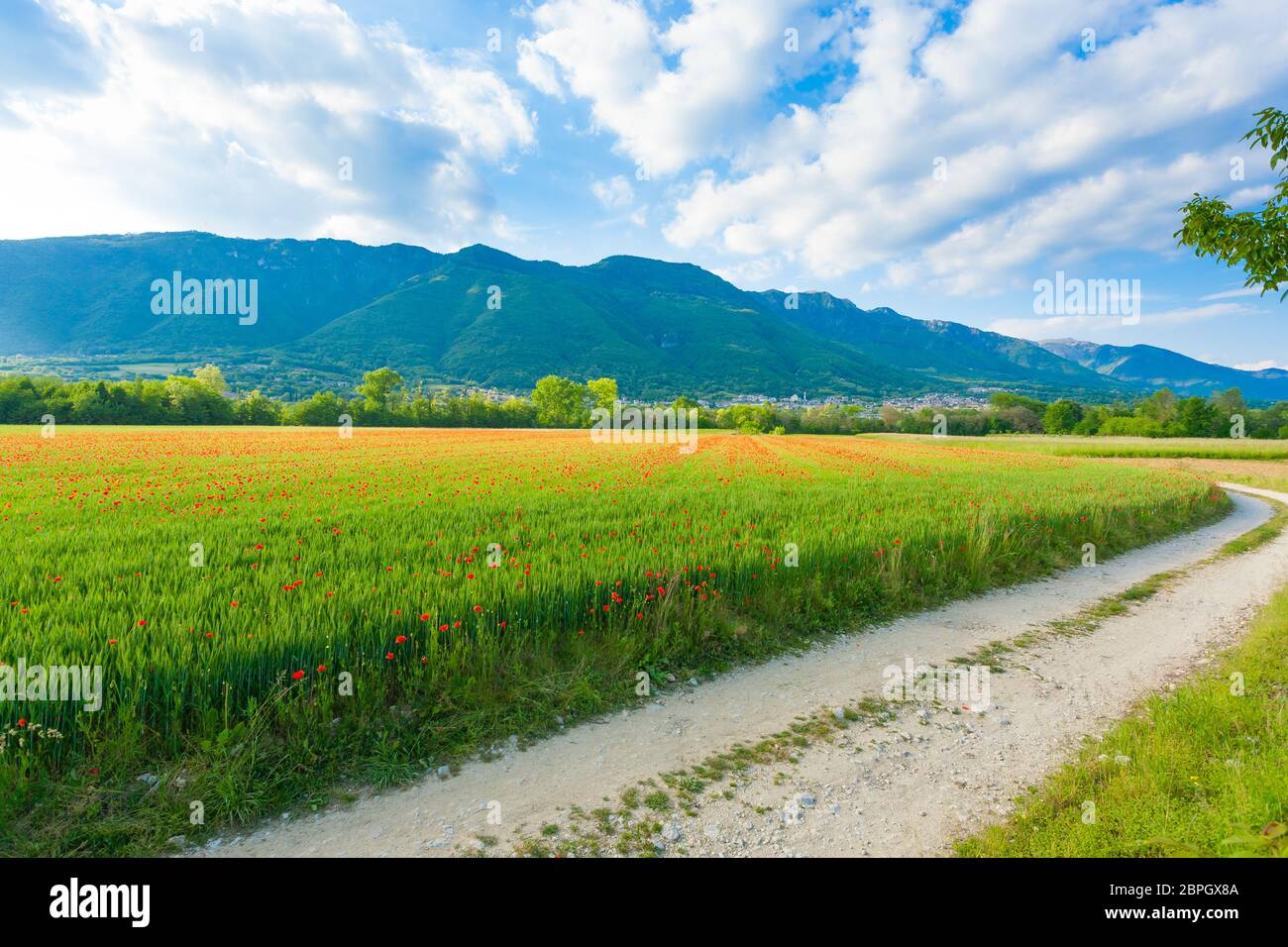 Dirt road trough italian countryside. Field of red poppies. Rural life ...
