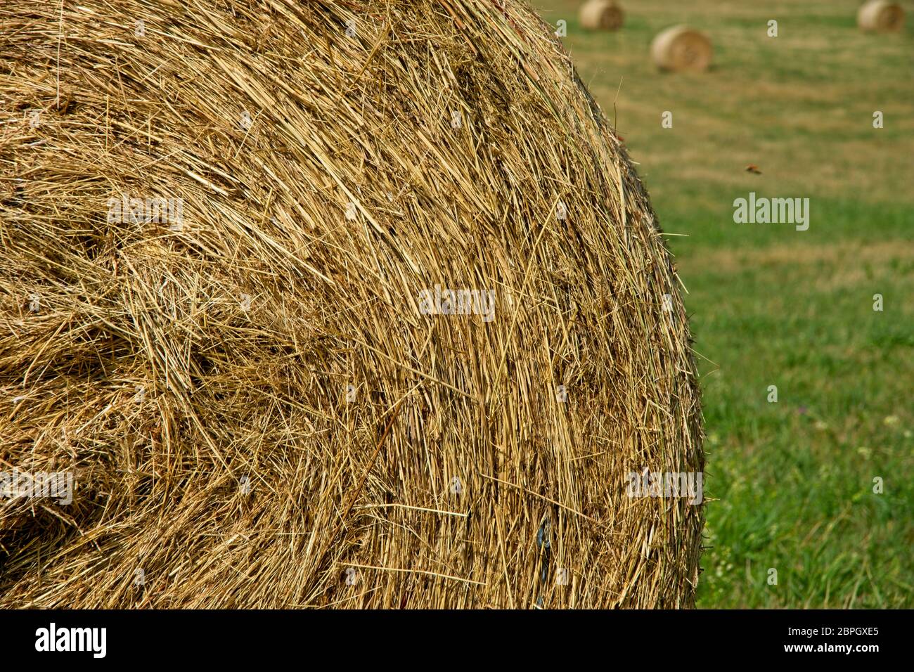 Cylinder hay bail hi-res stock photography and images - Alamy