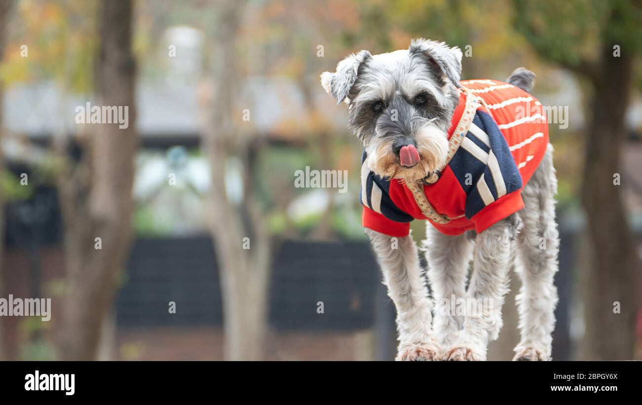 Giant schnauzer working hi-res stock photography and images - Alamy