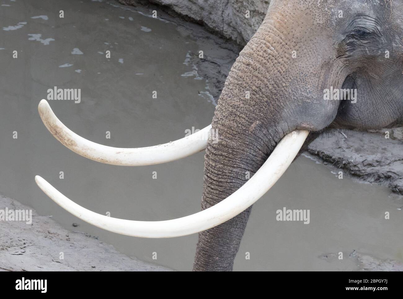 Closeup of elephant tusk, adult, bright white Stock Photo - Alamy