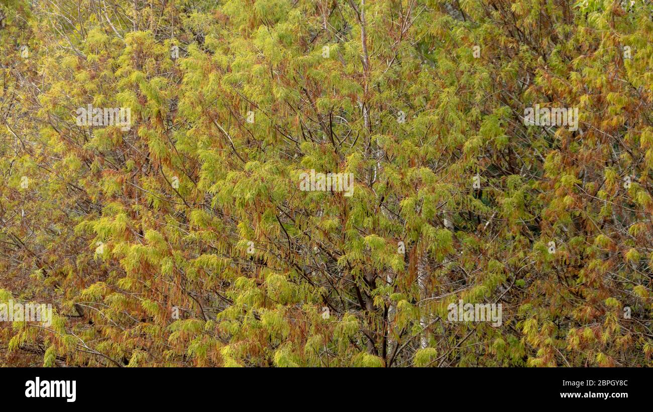 The Pollen falling from the new pine blossom. green needles on a pine ...