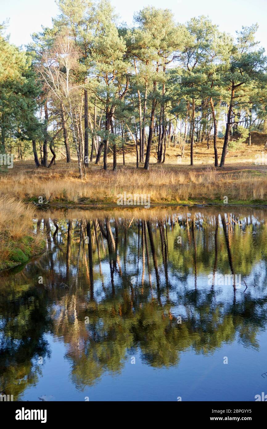 Reflection of trees in small pond Stock Photo - Alamy