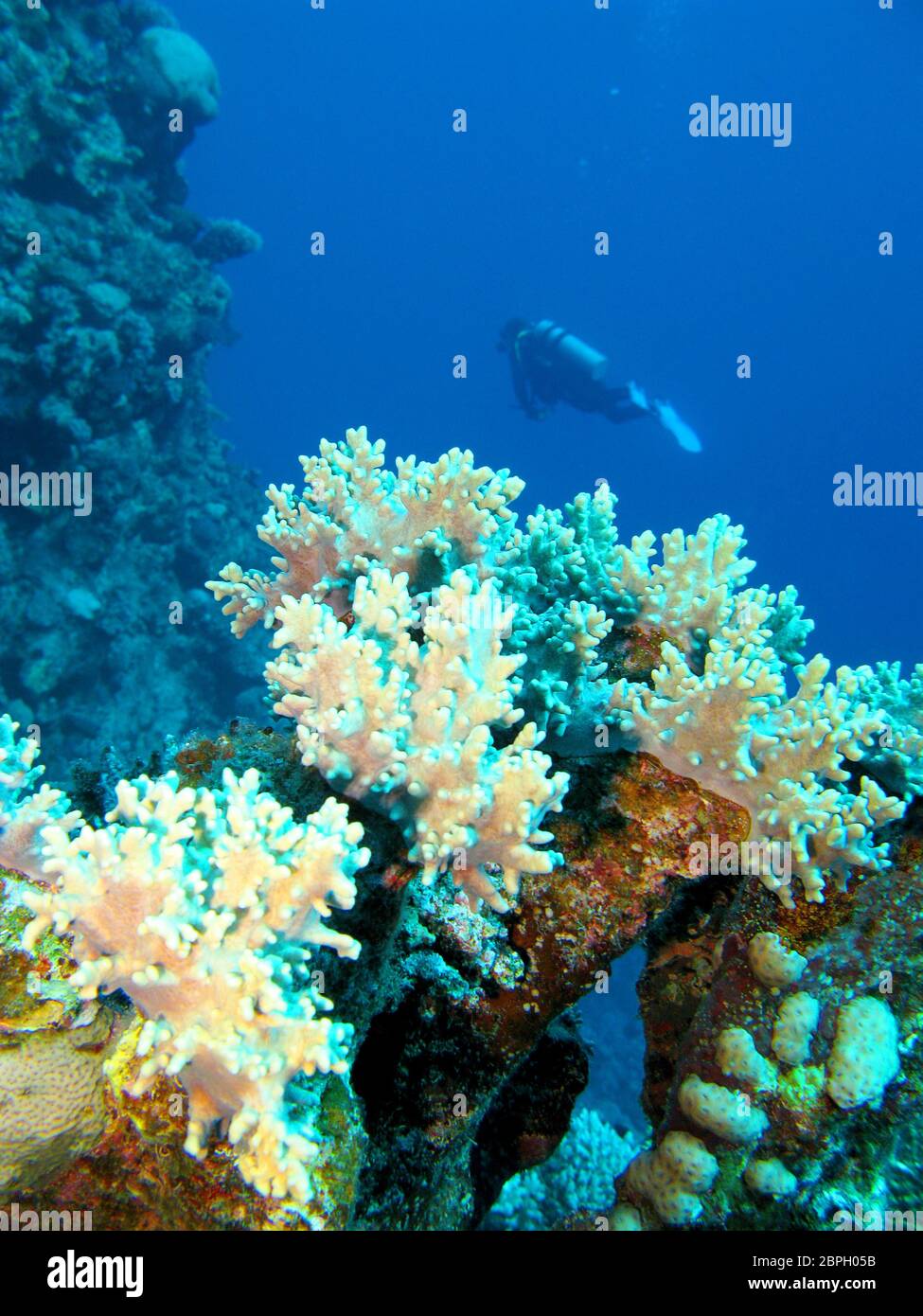 Colorful coral reef at the bottom of tropical sea, finger coral and ...