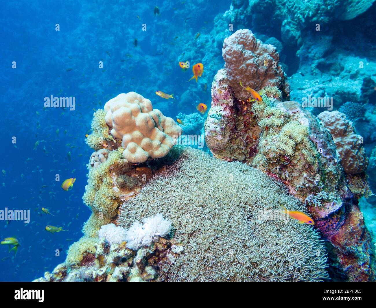 Colorful coral reef on the bottom of tropical sea, underwater landscape ...
