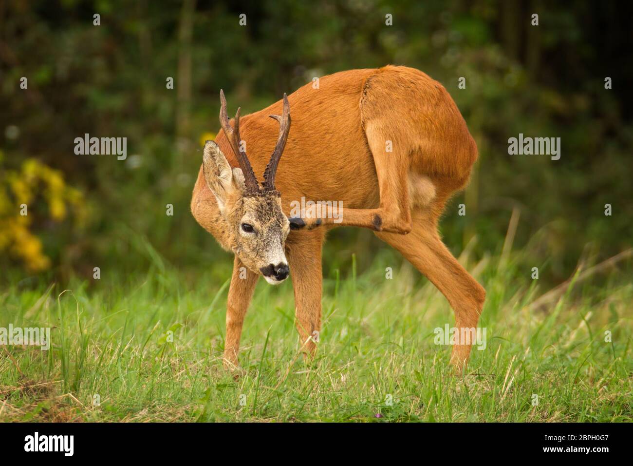 Wild roe deer with big antlers scratching its head. Wildlife scenery ...