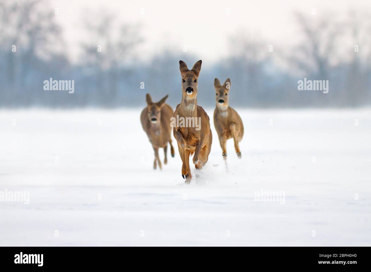 Group deer running in forest hi-res stock photography and images - Alamy