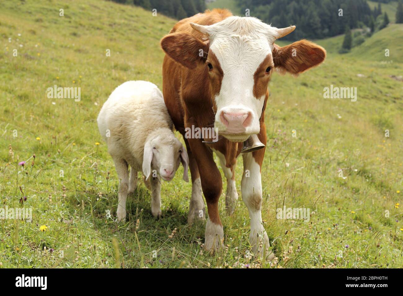 young sheep and cow are best friends Stock Photo - Alamy