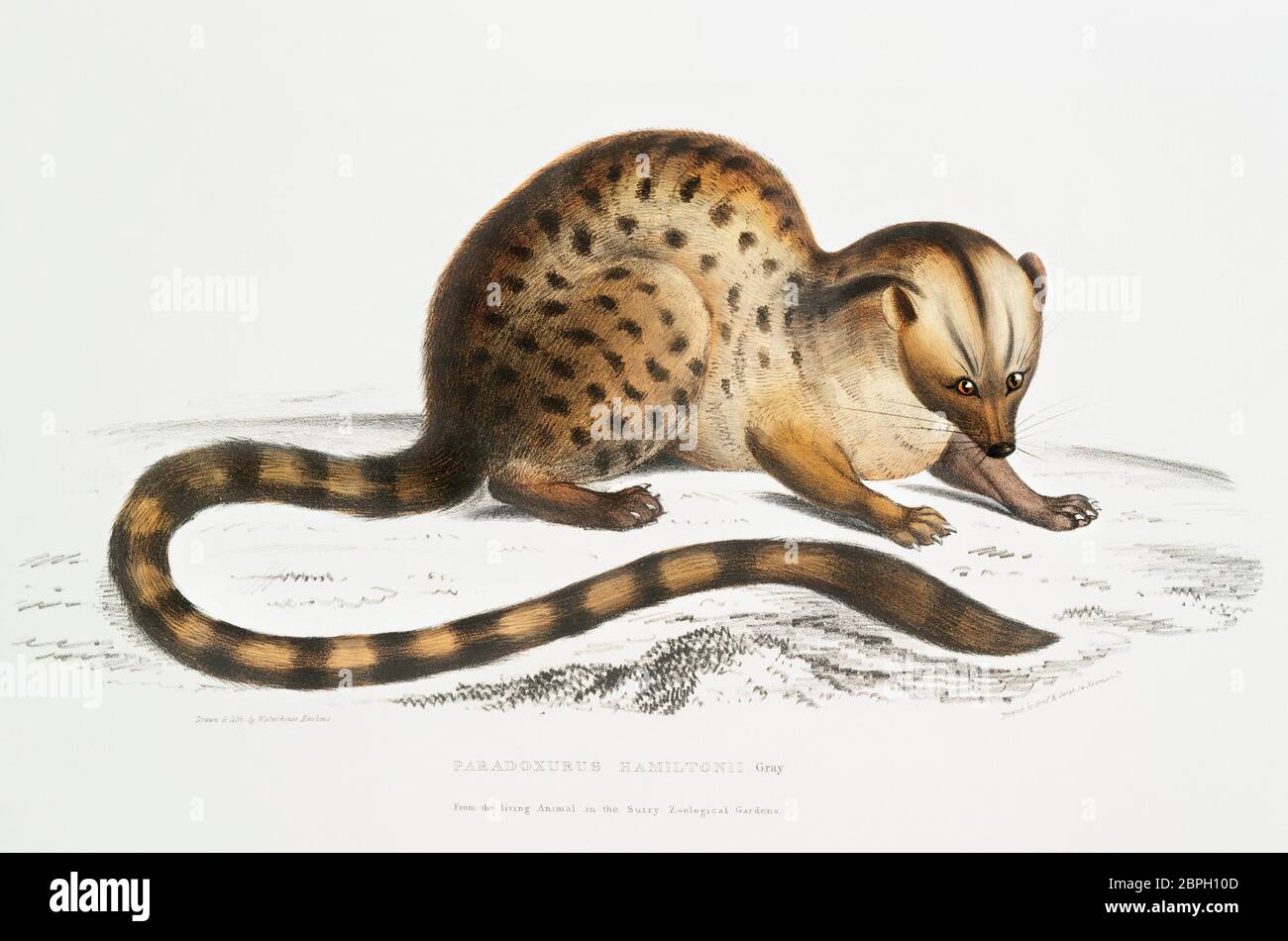 Paradoxurus hi-res stock photography and images - Alamy