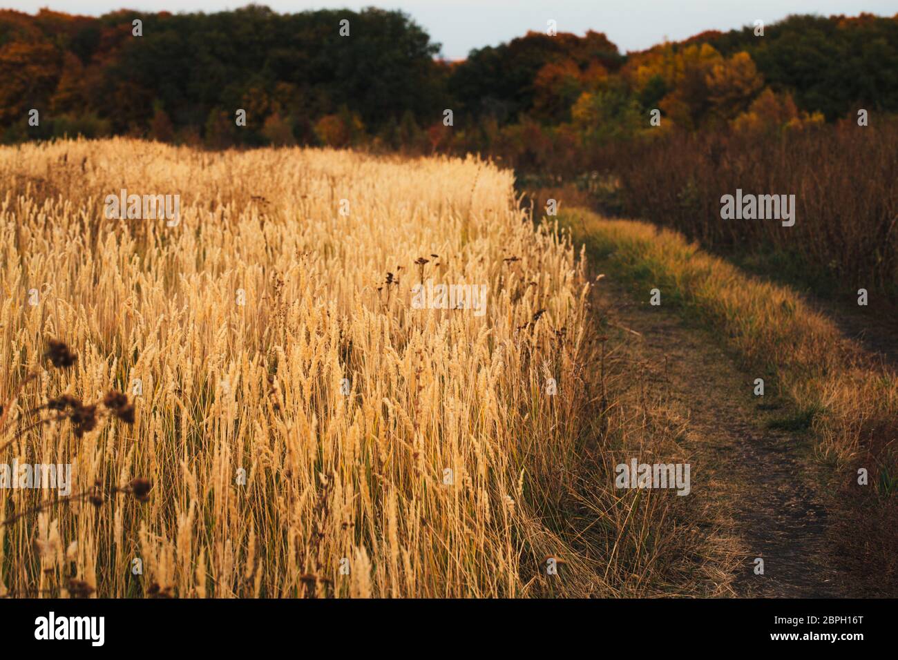beautiful autumn field several spike close up Stock Photo - Alamy