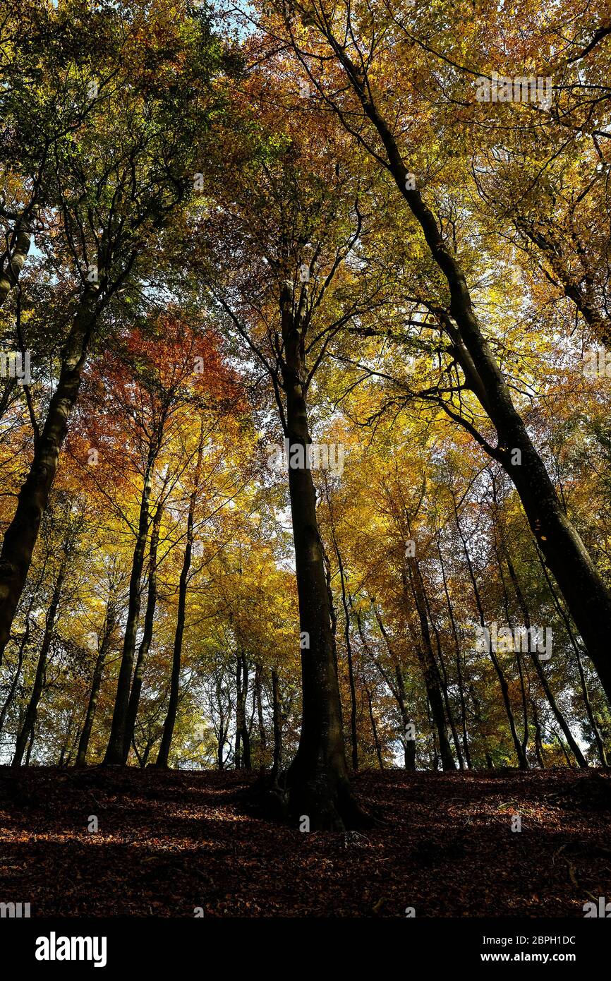 September wald hi-res stock photography and images - Alamy