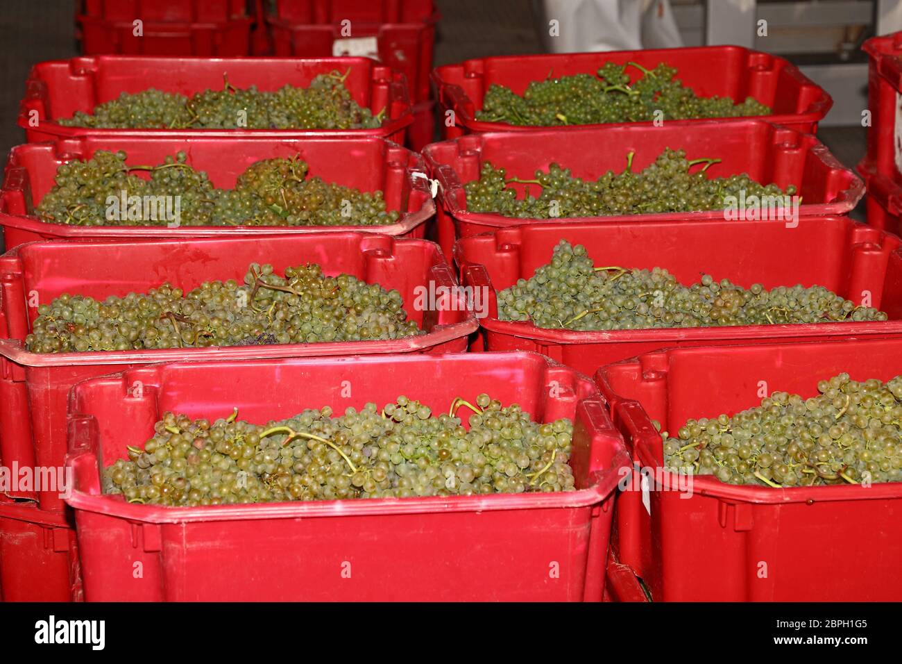 Crop of ripe bunches of white grape in red plastic boxes at winery ...