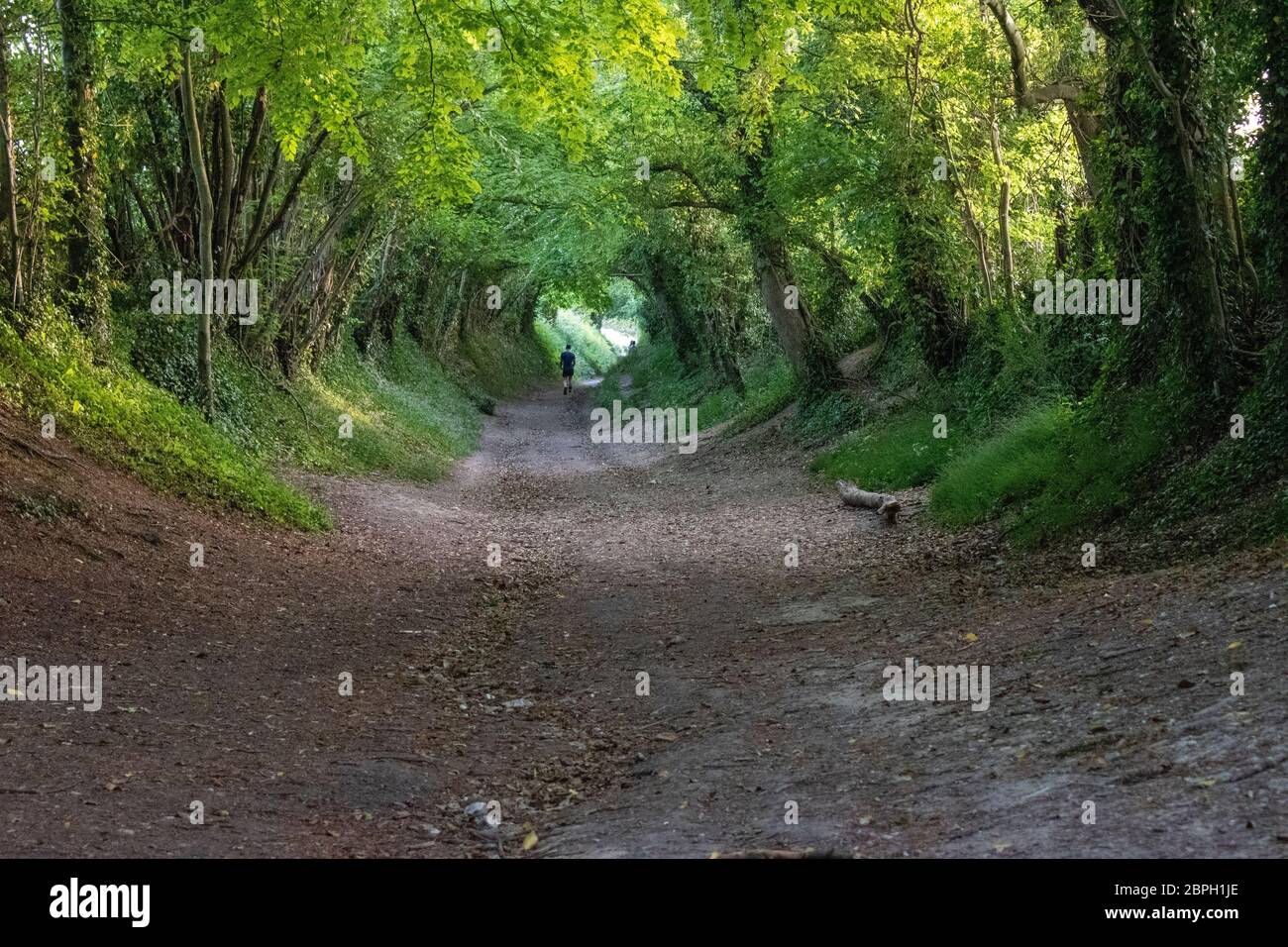 Halnaker tree tunnel hi-res stock photography and images - Alamy