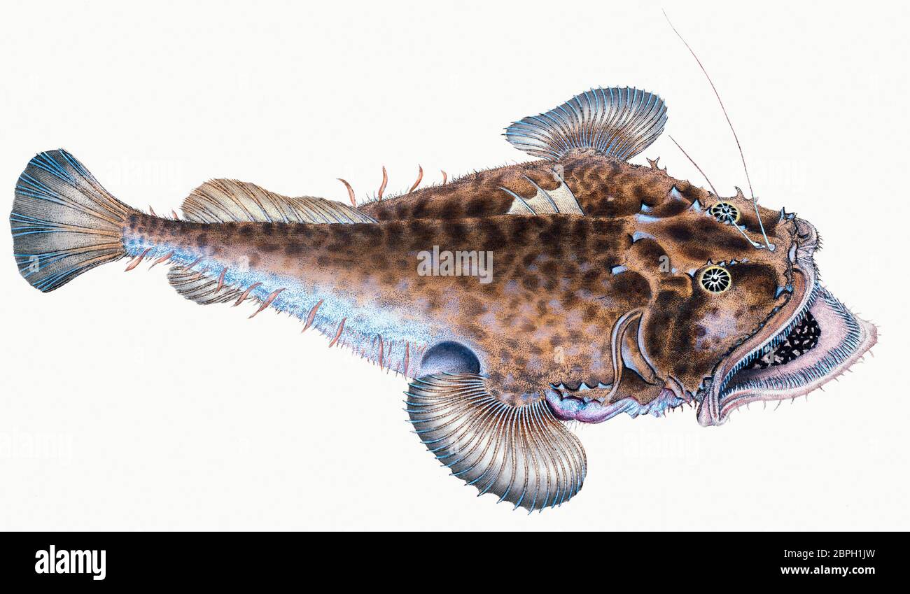 White frog fishes hi-res stock photography and images - Alamy