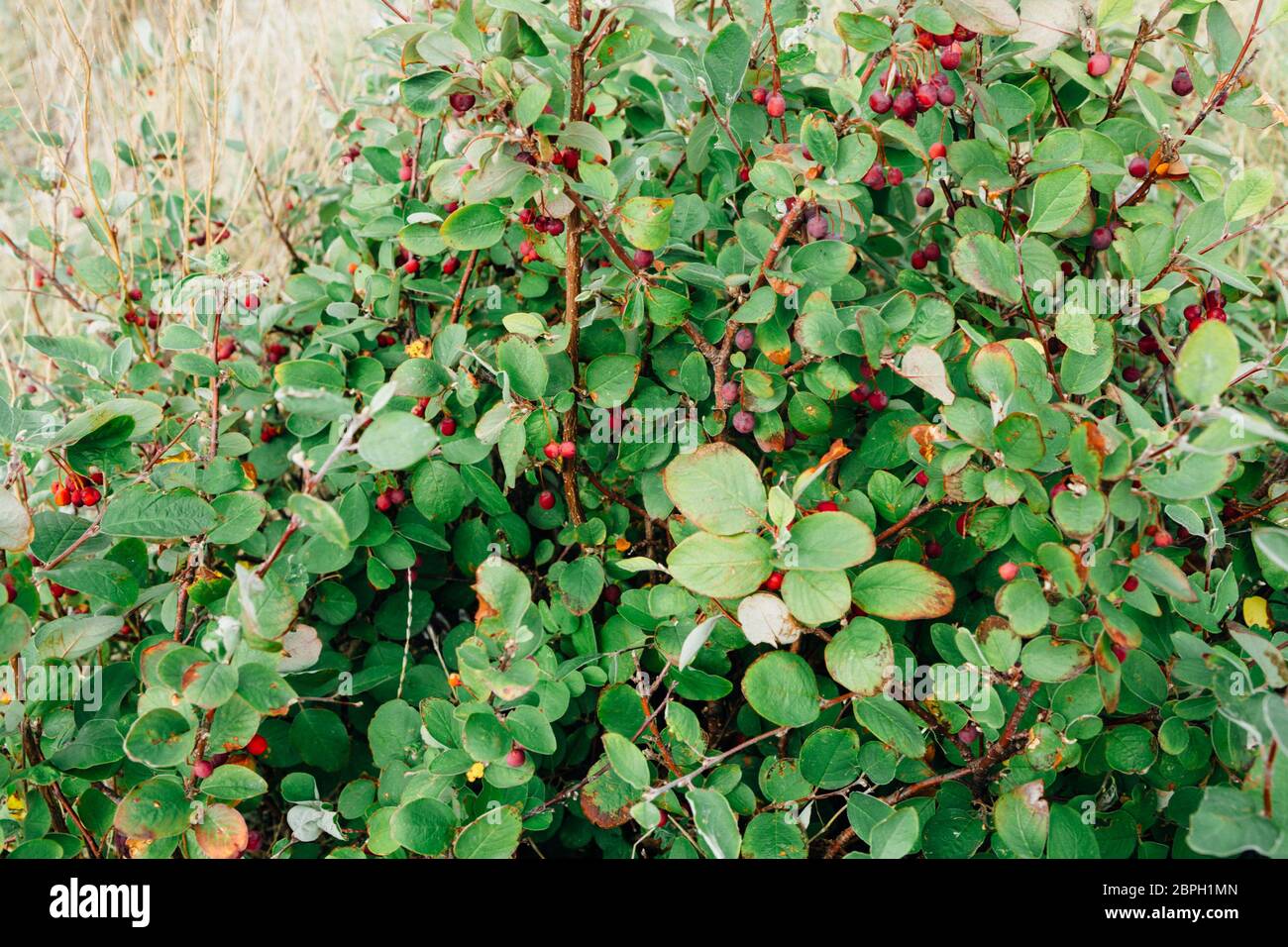 landscape bushes of grass against the sky Stock Photo - Alamy