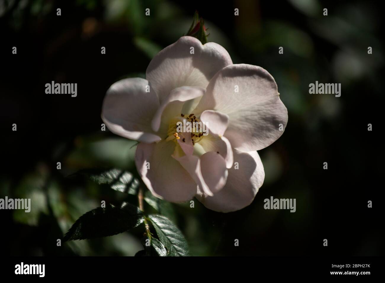 Alamy rose hi-res stock photography and images - Alamy