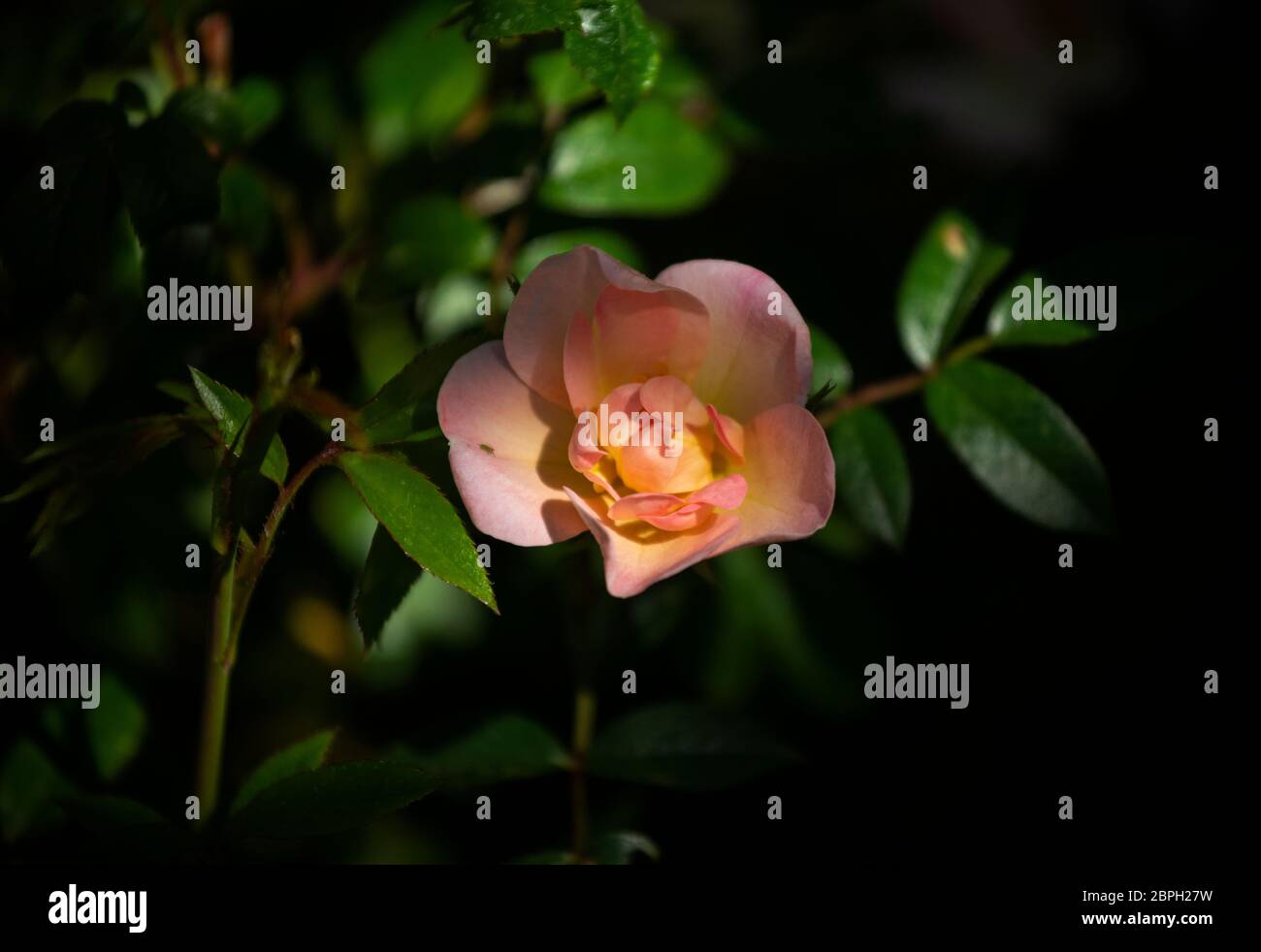 Alamy rose hi-res stock photography and images - Alamy