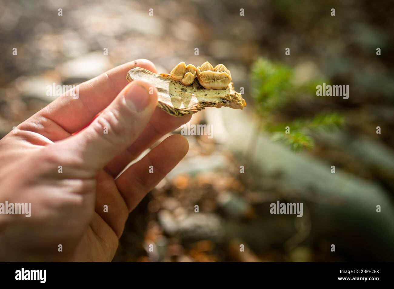 Hand of zoological scientist holding a fraction of jaw bone for brown ...