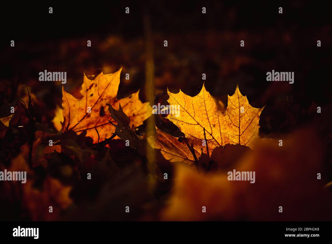 Orange yellow tree leaf forest autumn beauty nature Stock Photo - Alamy