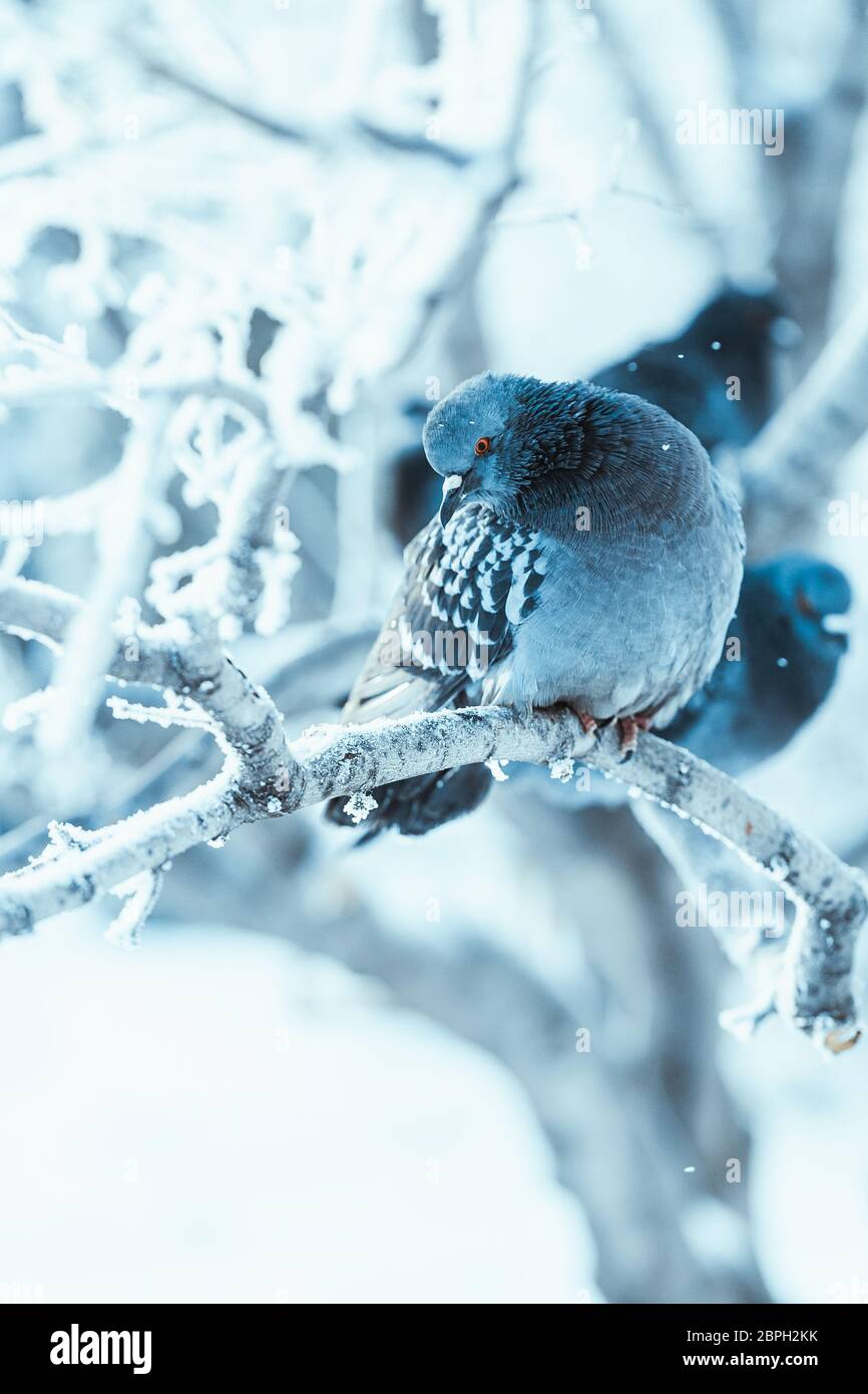 Hunched pigeons hi-res stock photography and images - Alamy