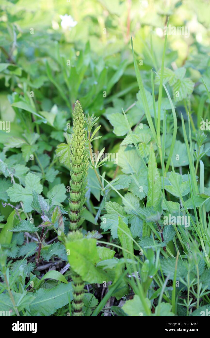 Horsetail Weed Type