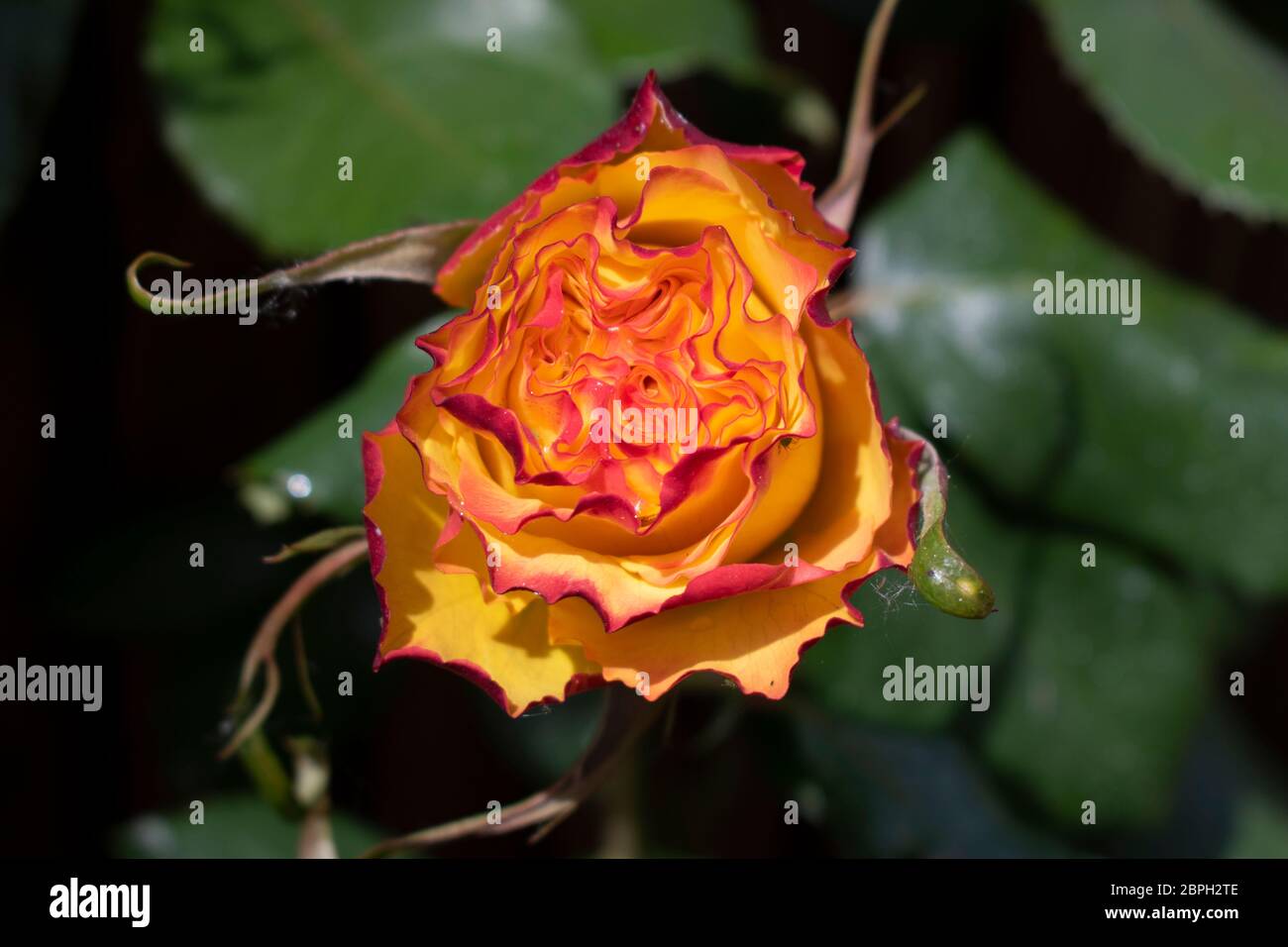 Beautiful Sunrise Rose
