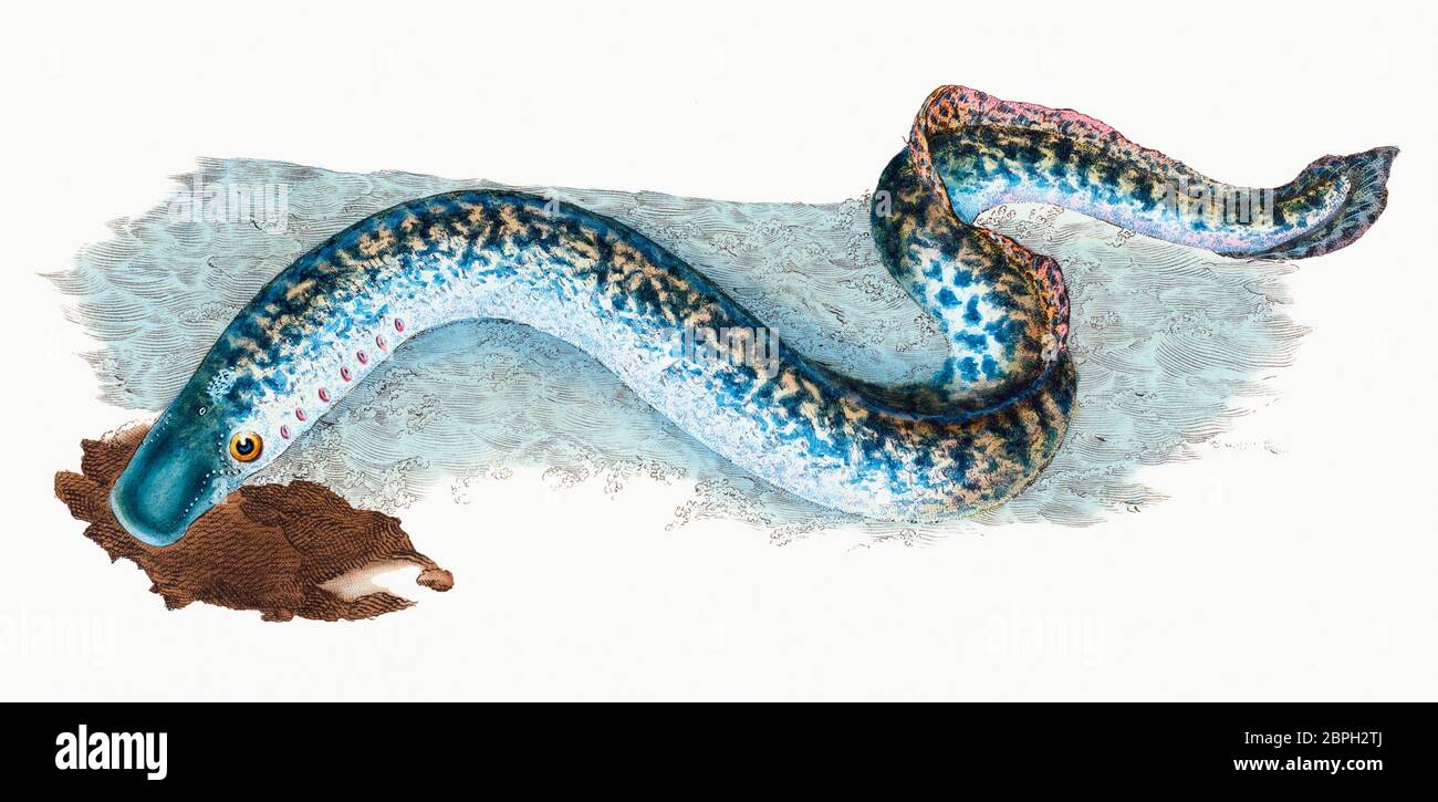 Sea lamprey petromyzon marinus drawing hi-res stock photography and ...